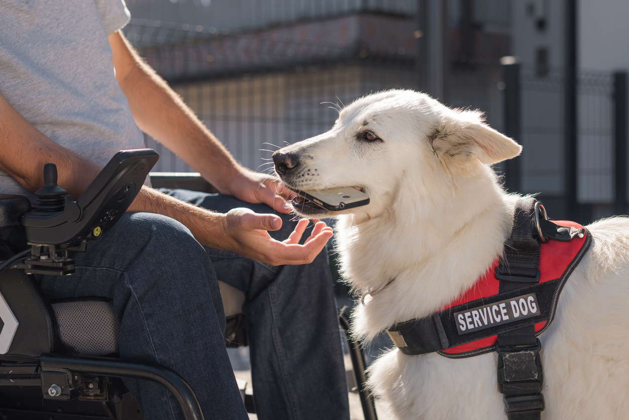 How Does My Business Deal with Service Animals? - The Orlando Law Group